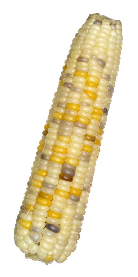 531 Waxy Corn Stock Photos - Free & Royalty-Free Stock Photos from ...