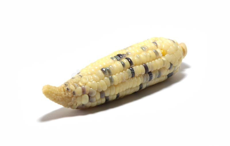 Sweet Waxy Corn stock photo. Image of vegetarian, eaten - 91591274