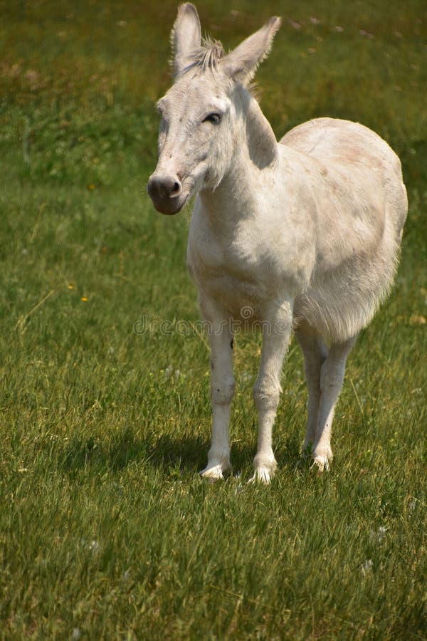 Sweet White Donkey Standing in a Grass Field Stock Photo - Image of ...