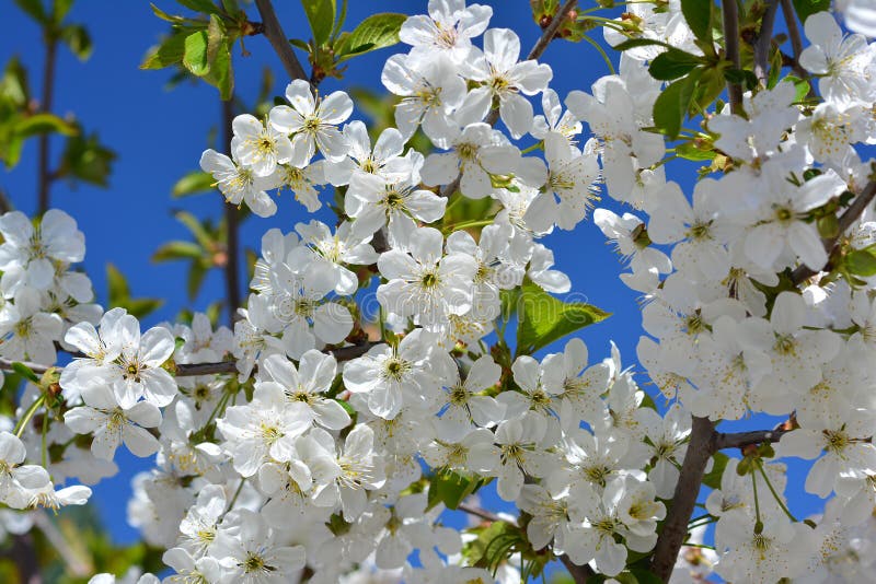 Sweet White Flowers Blooming Cherry-tree, Cherries in the Spring Stock ... Sweet White Flowers Blooming Cherry-tree, Cherries in the Spring Stock ...