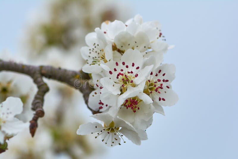 Sweet White Flowers Blooming Pear-tree, Pear in the Spring Garden ...