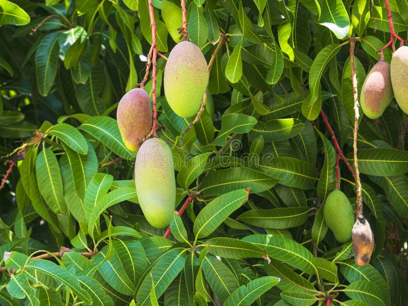 Sweet Wild Mangos Fruit Tree in Florida Stock Image - Image of wild ...