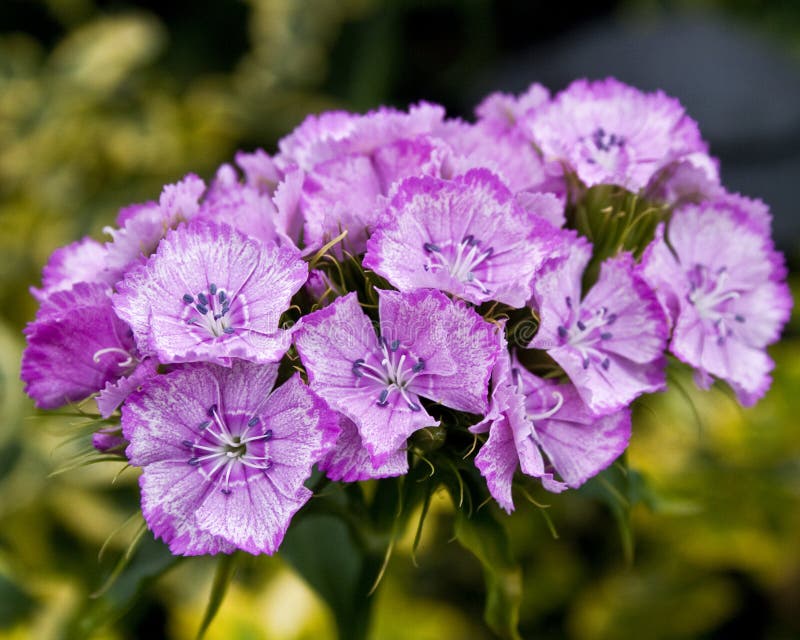 Sweet William or Dianthus Barbatus Flower is a Flowering Plant in the ...
