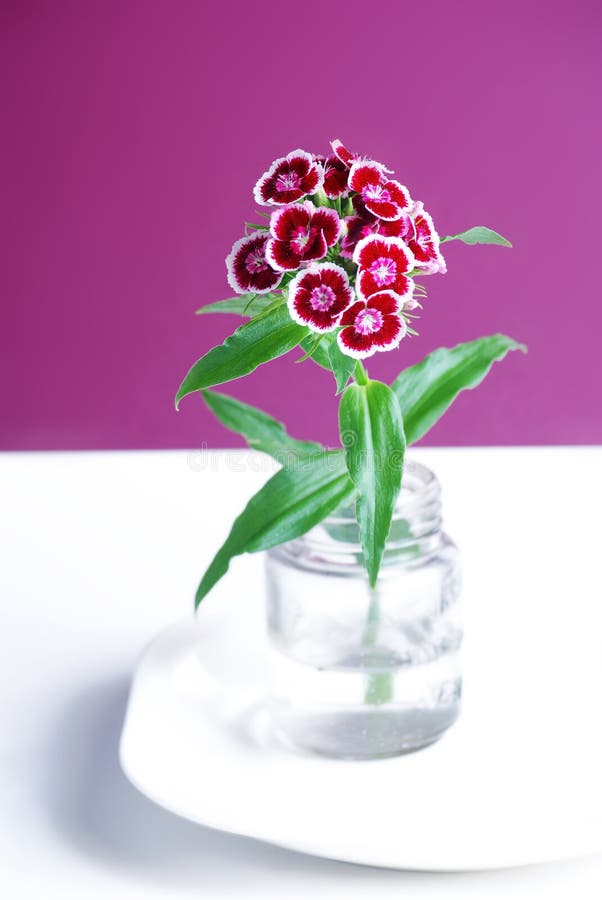Sweet William or Dianthus Barbatus Flower is a Flowering Plant in the ...