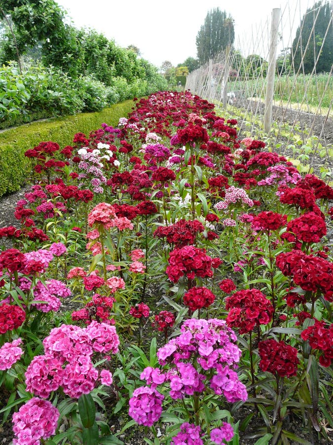 Sweet William flowers stock photo. Image of lavender - 11260132