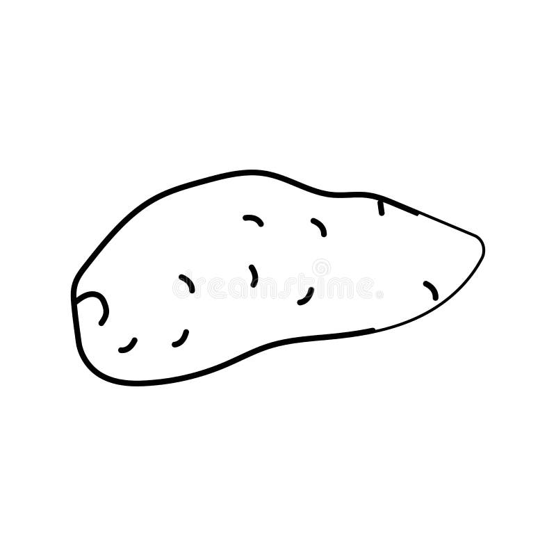 Sweet Yam Potato Line Icon Vector Illustration Stock Vector