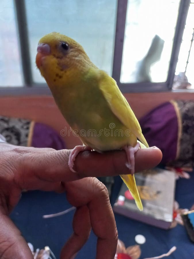 Sweet Yellow Bird Love Cute Stock Image - Image of bird, sweet: 236795425