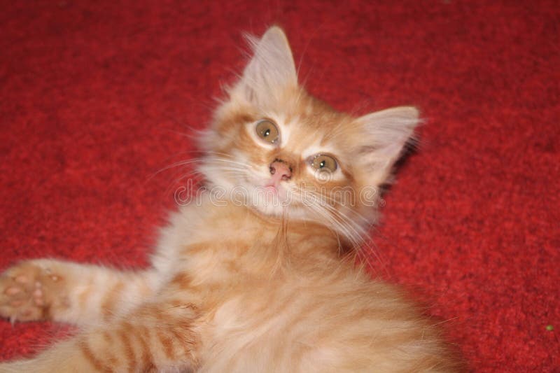 Sweet Yellow Kitten in Camera Stock Photo - Image of whiskers, yellow ...