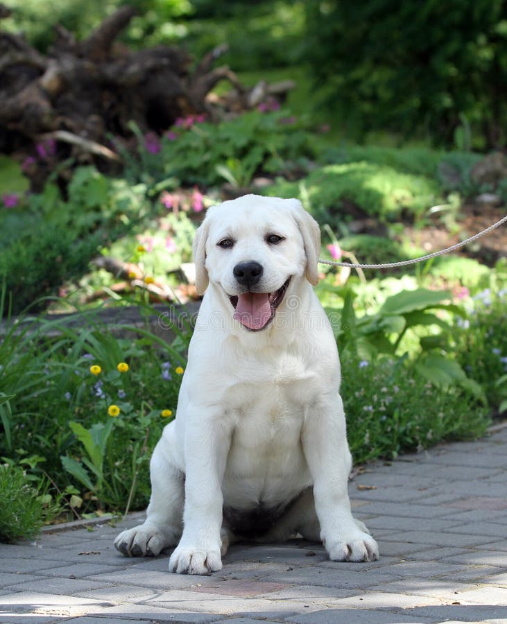 Sweet Yellow Labrador Dog in the Park Stock Image - Image of puppy ...