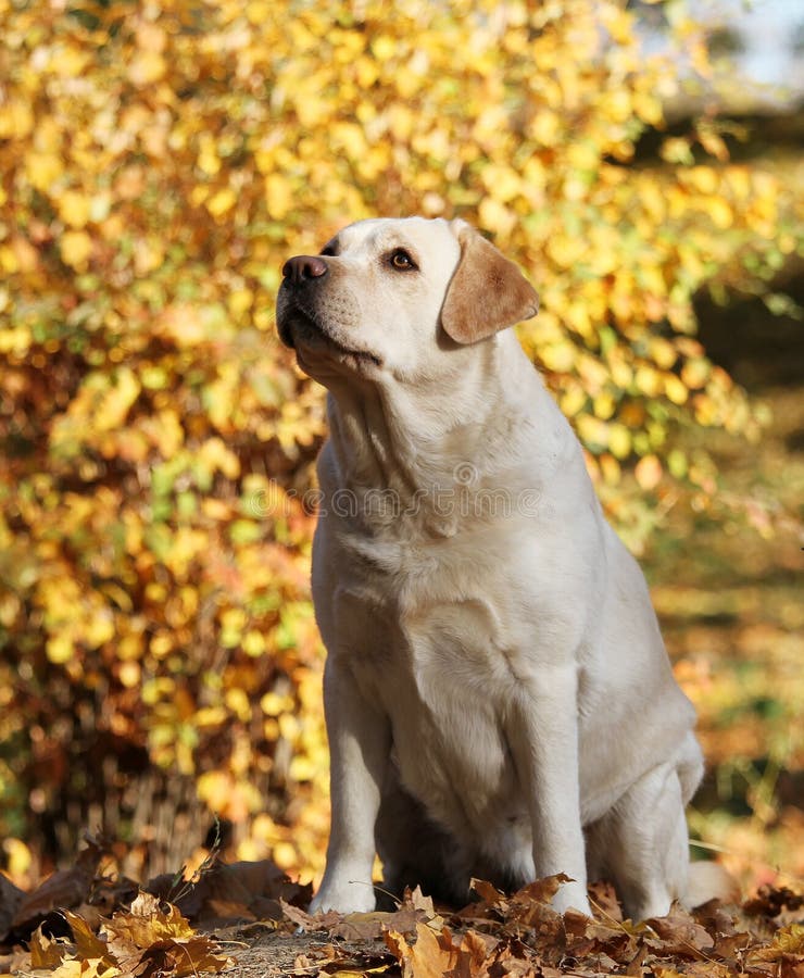The Sweet Yellow Labrador in the Park in Autumn Stock Photo - Image of ...