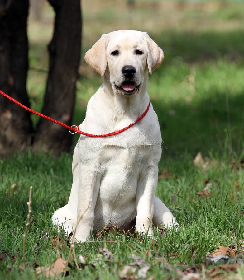 The Sweet Yellow Labrador in the Park Stock Image - Image of friend ...