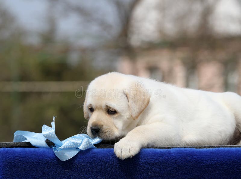 A Sweet Yellow Labrador in the Park Stock Photo - Image of table ...