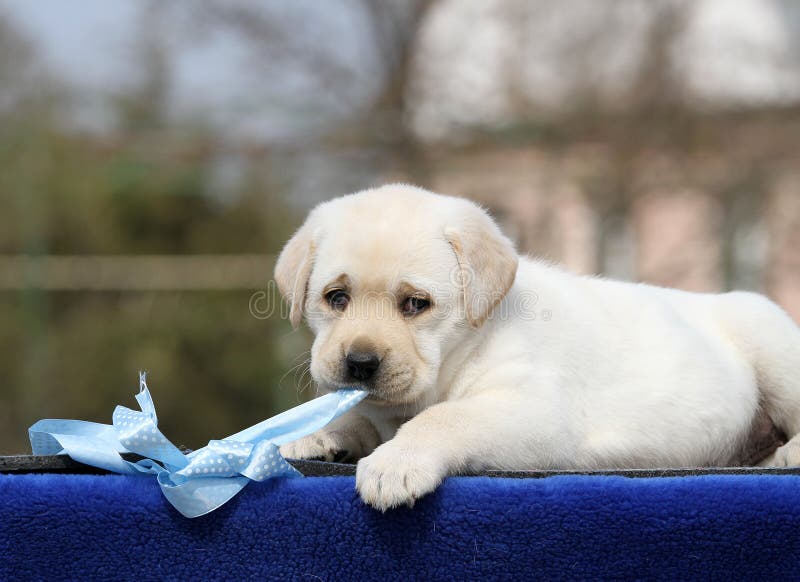 Sweet Yellow Labrador in the Park Stock Image - Image of puppy, lovely ...