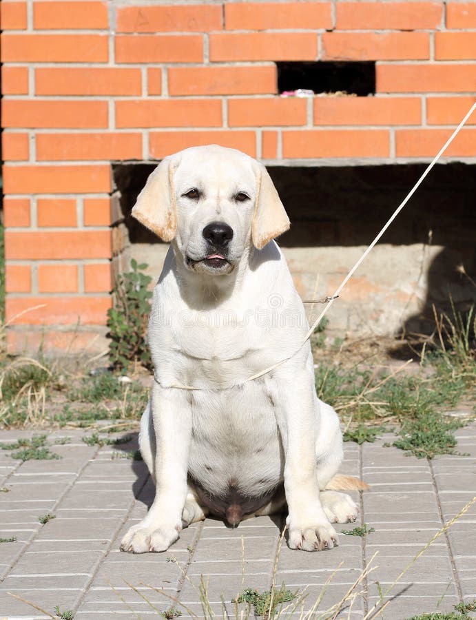 Sweet Yellow Labrador in the Park Stock Image - Image of sweet, lovely ...
