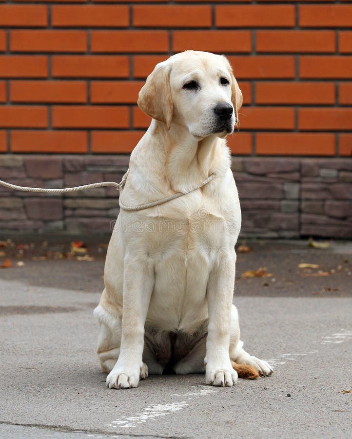 Sweet Yellow Labrador in the Park Stock Photo - Image of adorable ...