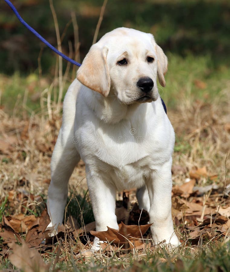 Sweet Yellow Labrador in the Park Stock Image - Image of pale, looking ...