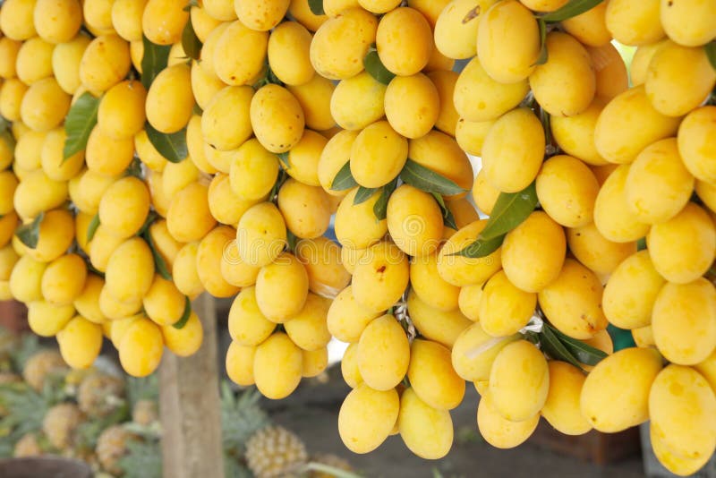 Sweet yellow Marian plum stock photo. Image of asian - 29030184