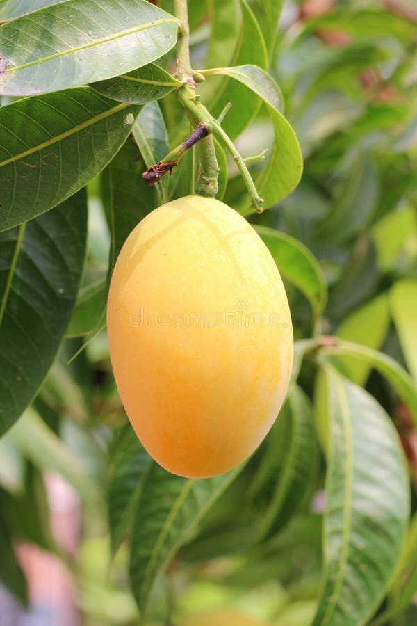 Sweet yellow Marian plum stock photo. Image of food, plantation - 72357930