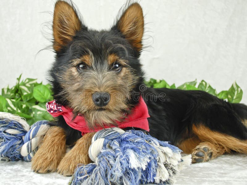 Sweet Yorki-Pom Puppy stock image. Image of fluffy, puppy - 22824423