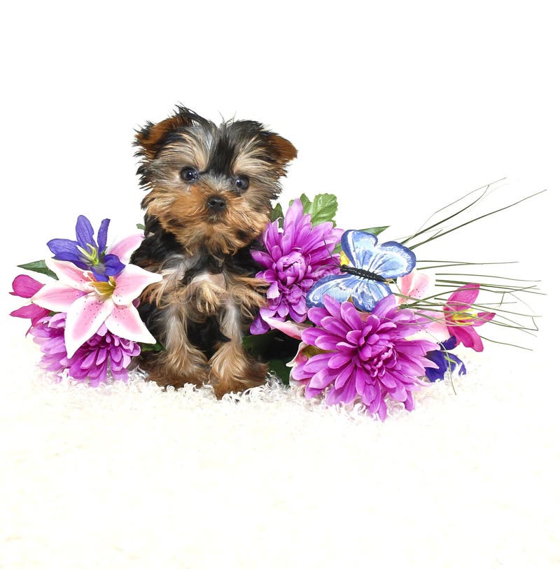 Very Cute Yorkie Puppy stock image. Image of purple, baby - 22985219