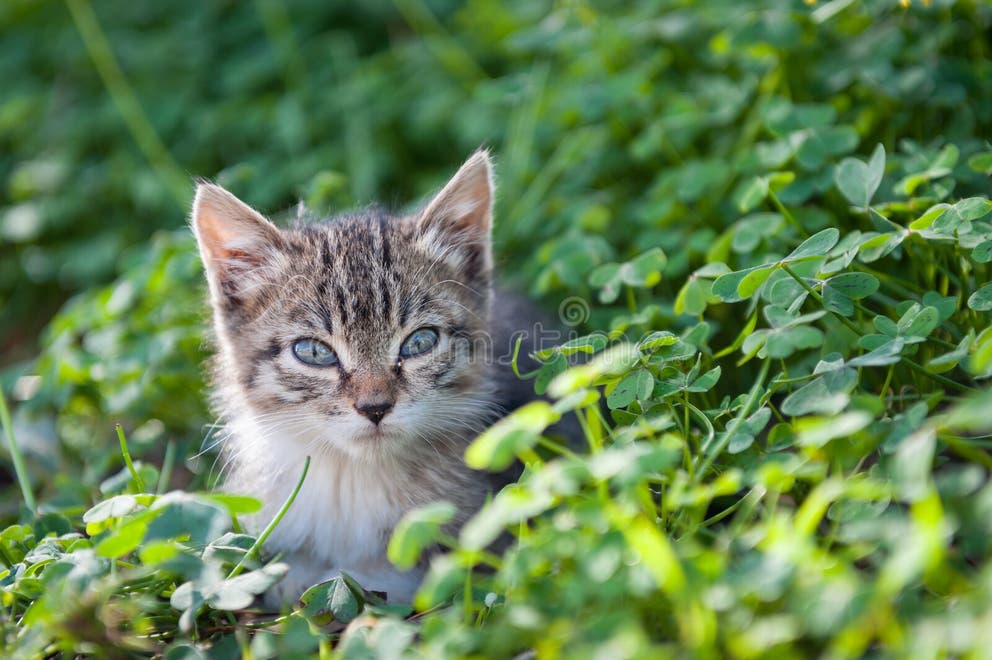 Sweet Young Kitten in the Grass among the Clover Stock Image - Image of ...