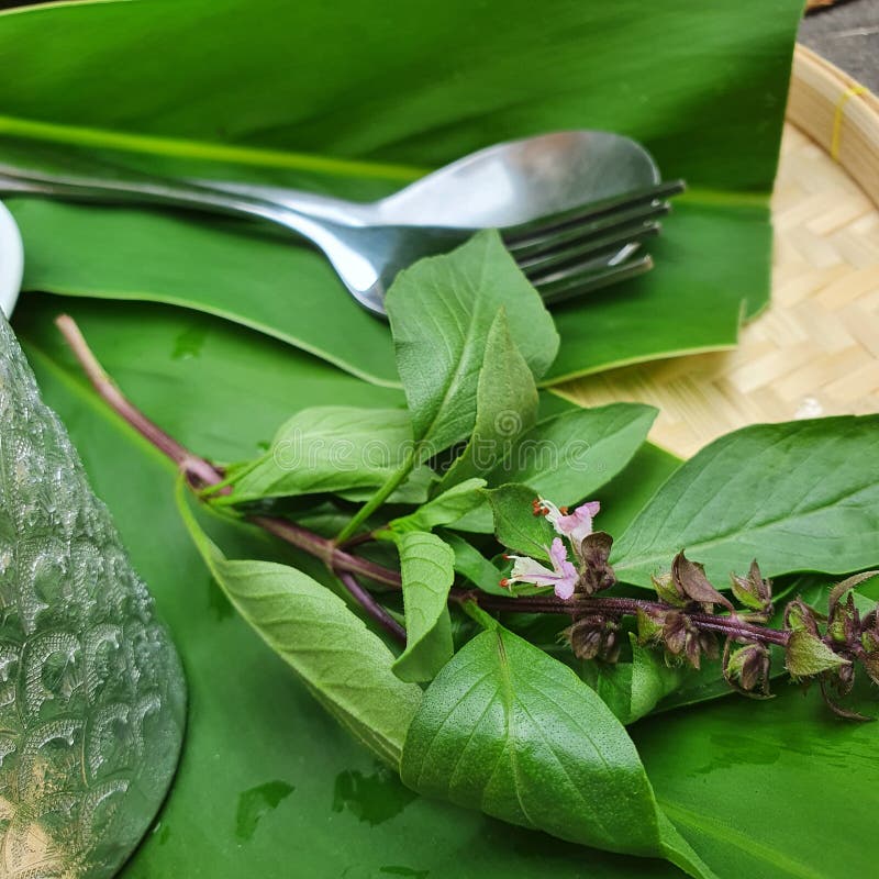 Sweetbasil vegetable stock photo. Image of basil, plants - 188639982