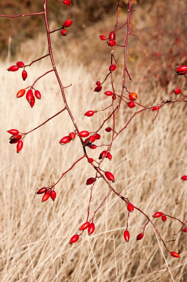 Sweetbriar Rose (Rosa Rubiginosa) Hips Stock Photo - Image of lifestyle ...