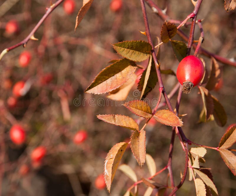 Sweetbriar Rose (Rosa Rubiginosa) Hips Stock Image - Image of herbal ...