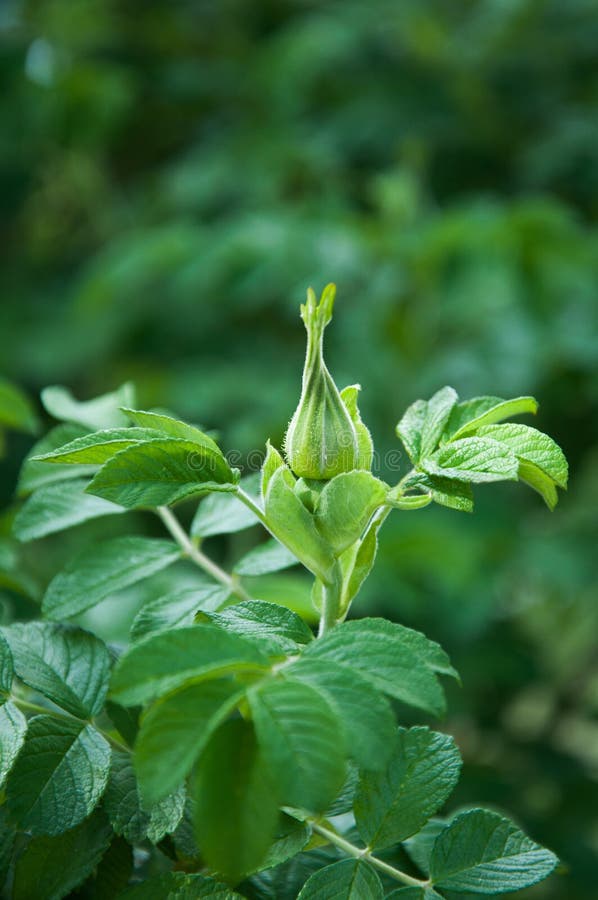 Sweetbrier fotografia stock. Immagine di colorato, nave - 72766694