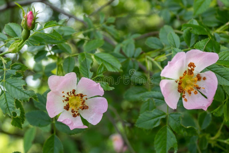 Sweetbrier Spring Blossom Closeup Stock Image - Image of macro, flower ...