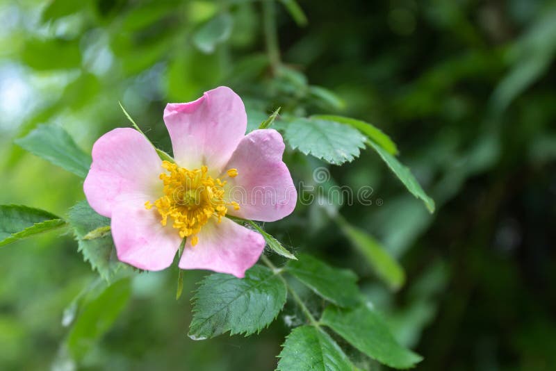 507 Sweetbrier Stock Photos - Free & Royalty-Free Stock Photos from ...