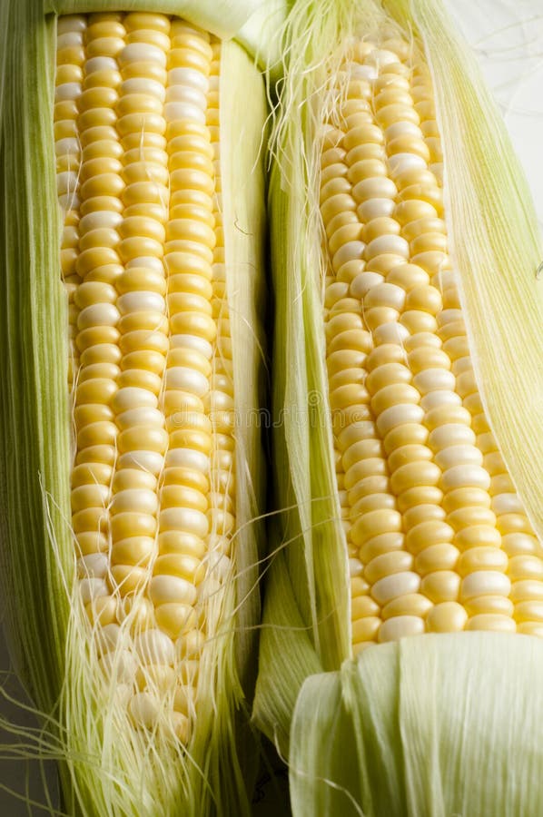 Sweetcorn stock photo. Image of husk, food, healthy, sweet - 12784074