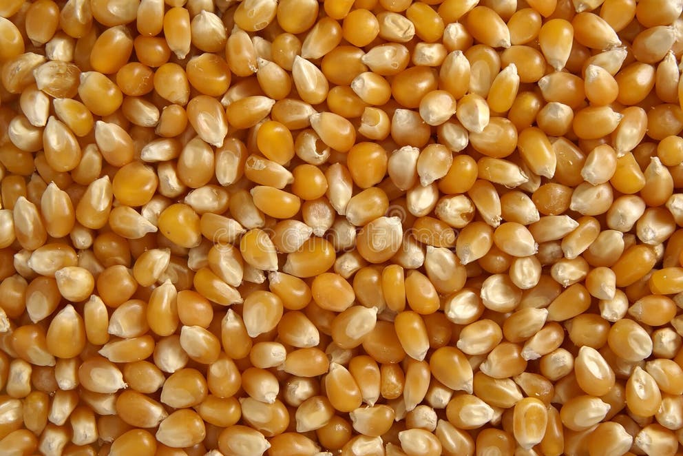 Sweetcorn stock photo. Image of abstract, seed, textured - 23745242