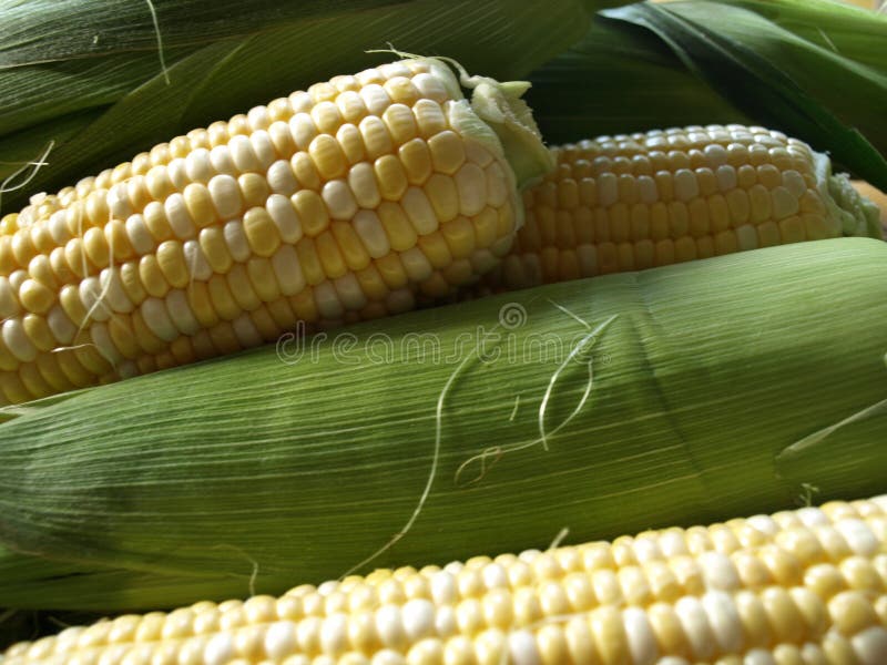 Sweetcorn stock photo. Image of industry, close, crop - 6157730
