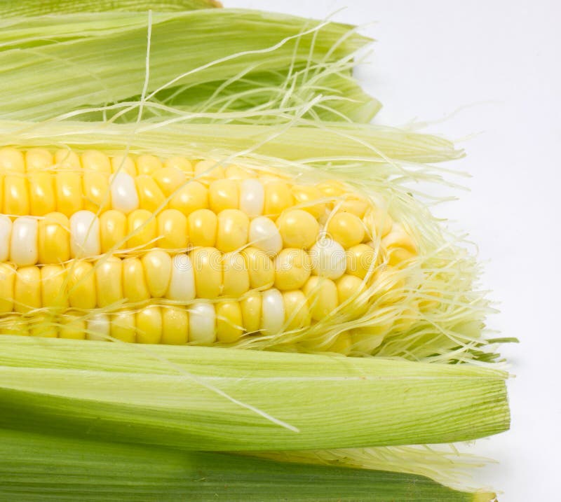 Raw Sweetcorn. stock photo. Image of corn, colorful, healthy - 34262028