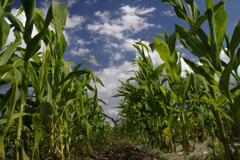 Sweetcorn Field stock image. Image of earth, maize, agriculture - 1025325