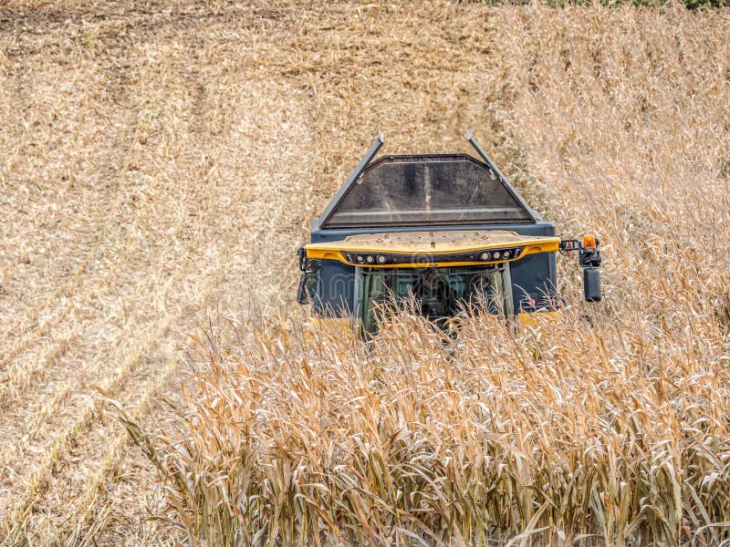 Sweetcorn Harvester at Work Stock Image - Image of summer, rural: 296589611