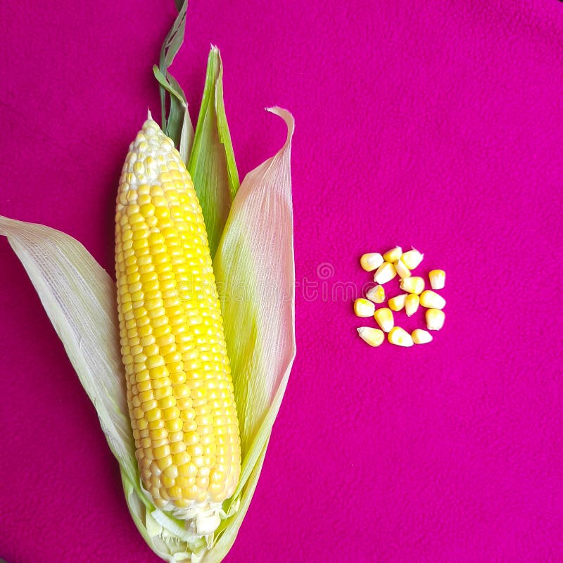 Sweetcorn with Seeds and Its Outer Cover Beautifully Placed in Pink ...