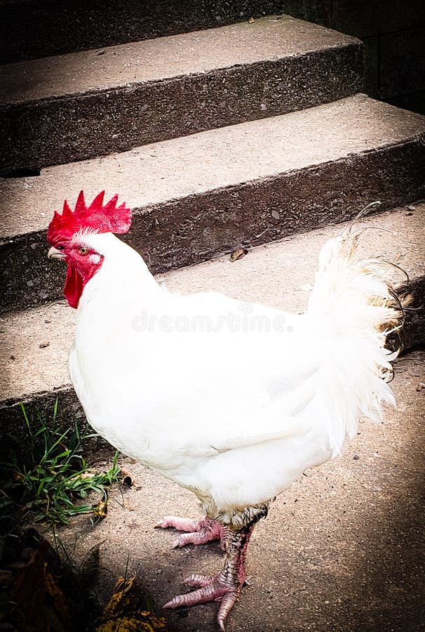 Big Foot chicken stock photo. Image of sweetest, foot - 126410224