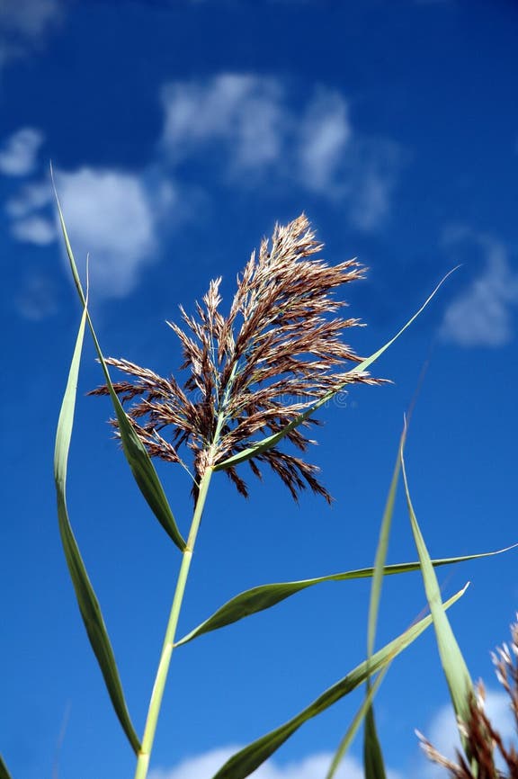 Sweetgrass stock photo. Image of native, kmaq, herb, montana - 7024068