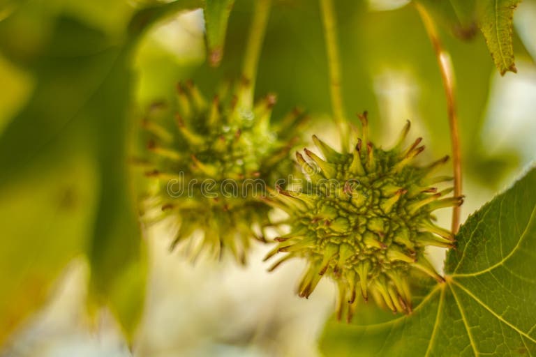 Sweetgum Tree Seed Pods Stock Photos - Free & Royalty-Free Stock Photos ...