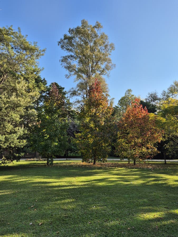 Sweetgum Tree Foliage in Autumn Stock Image - Image of botanical ...