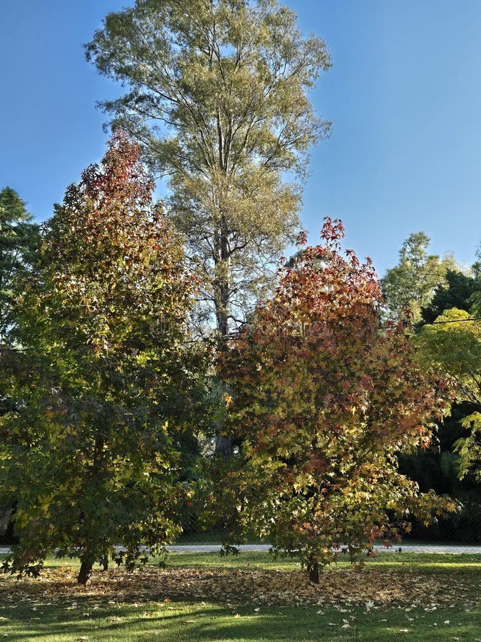 Sweetgum Tree Foliage in Autumn Stock Image - Image of garden, sweetgum ...
