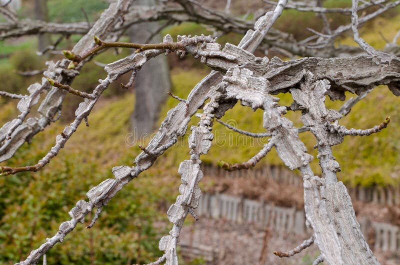 Sweetgum Tree Liquidambar Styraciflua in Spring without Leaves. Unusual ...