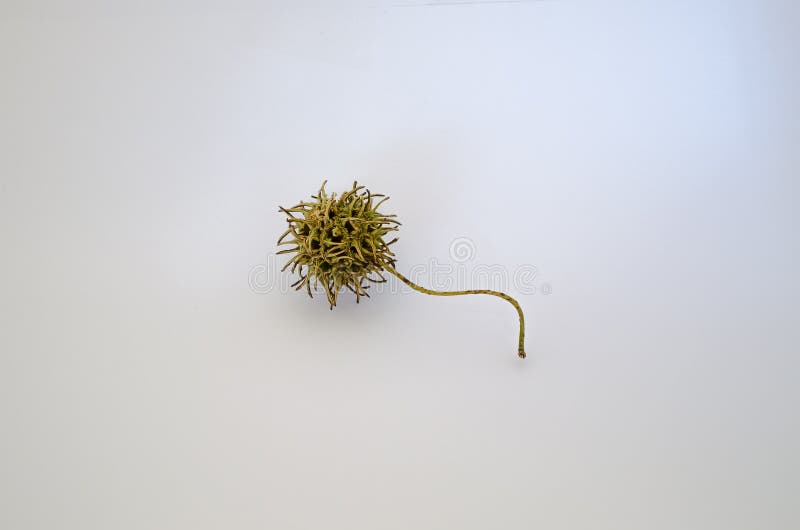 Sweetgum tree seed pod stock image. Image of blue, background - 94760339