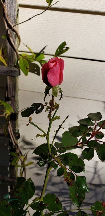 Sweetheart Rose stock photo. Image of flowers, sweetheart - 162980242