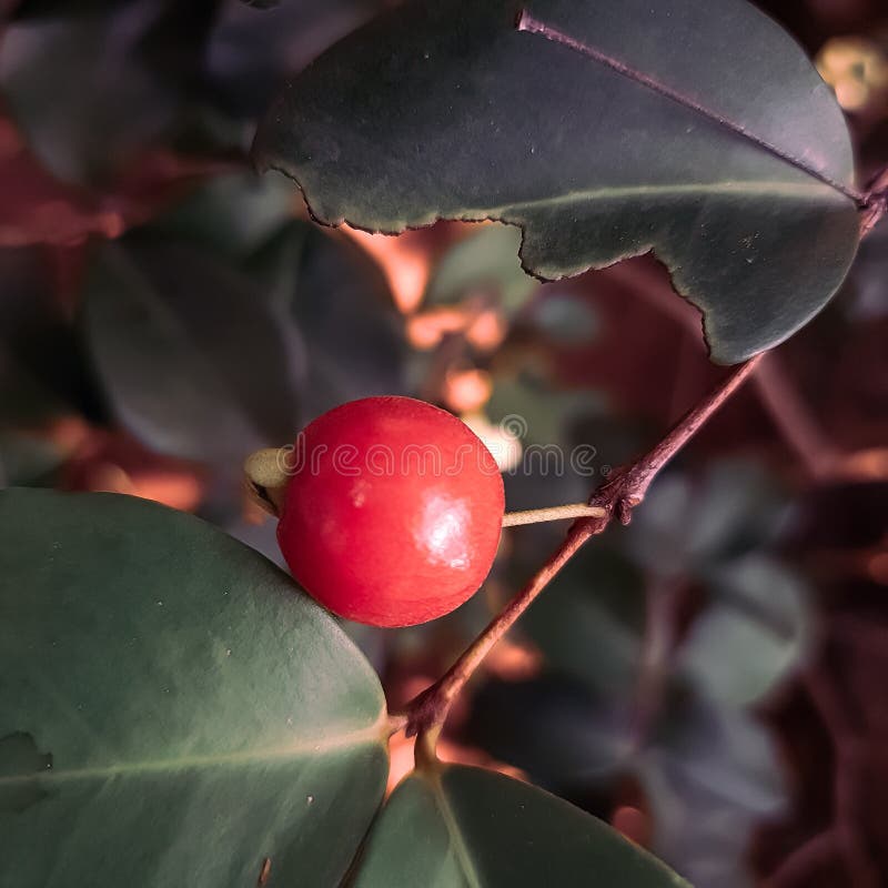 Sweetie Red Cherry at the Tree Stock Photo - Image of exotic, cherry ...