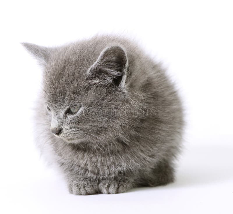 Sweetie2 stock photo. Image of baby, playful, white, companion - 35951064