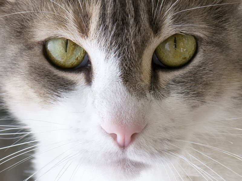 Sweetie3 stock photo. Image of nature, whisker, expression - 7510200