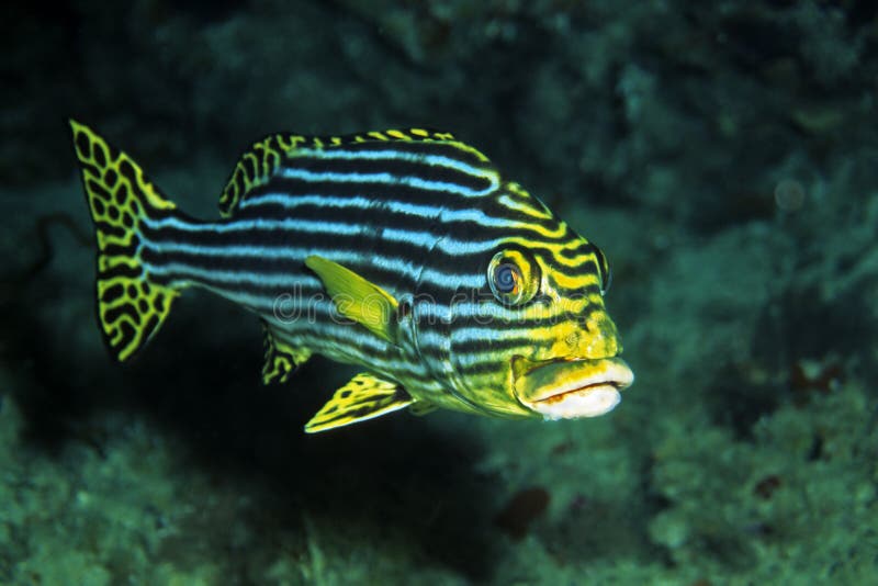 Lipfish fotografia stock. Immagine di animale, acqua - 85967214